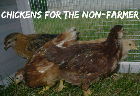 Raising Chickens for Eggs is Easier Than You Think - The Sparrow's Home