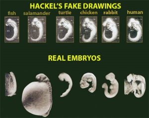 Fact or Fraud: 4 Common Science Textbook Errors - The Sparrow's Home